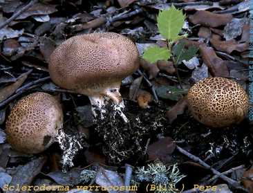 Scleroderma verrucosum